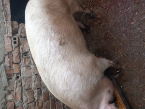 Porc de vanzare Boranesti - Animale