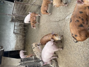 Vând purcei 800 ron buc Timisoara - Animale
