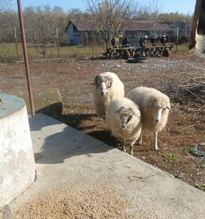 Oi si berbece Barsesti - Animale