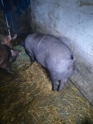 Porc de vanzare Tepu - Animale