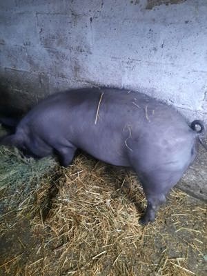 Porc de vanzare Tepu - Animale