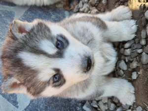 Pui husky devânzare Damieni - Animale