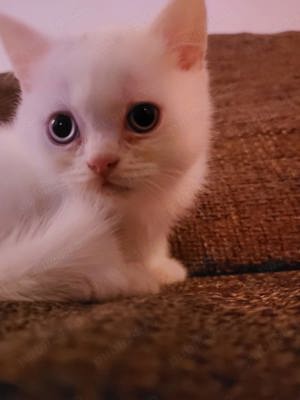 British Shorthair ultimul puiut Sector 4 - Animale