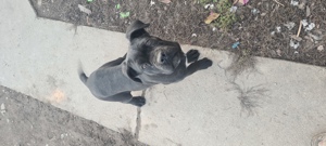 Cane corso, catelusa Marghita - Animale