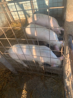 Porci si purcei de vanzare, diferite rase Braila