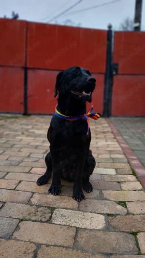 Labrador retriever negru Targu Mures - Animale