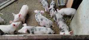 Purcei de vanzare Clondiru - Animale