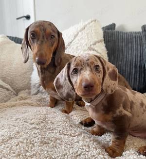 Caini si catelusi de vanzare Vaslui