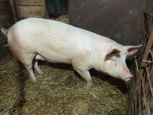 Vând purcea de reproducție sau sacrificat Vorta - Animale