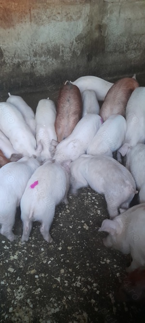 Purcei 25 45 kg Suta Seaca - Animale