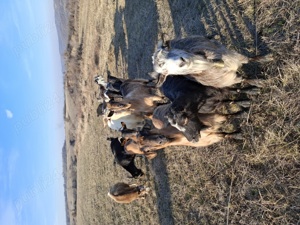 Vand capre si caine de intors Negomir - Animale