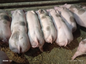 Purcei pietrean pietrain pur Oradea - Animale