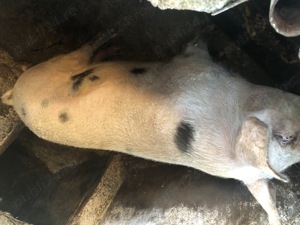 Vând vier necastrat Andrei Saguna - Animale