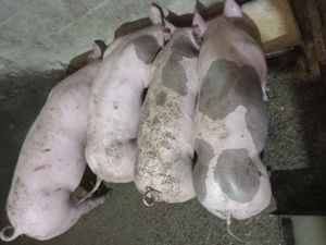 Purcei, scrofite și vieruti reproducere Mandra - Animale