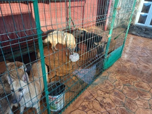 Lup cehoslovac de vanzare - Publi24.ro