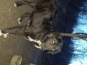 corb - Caini si catelusi de vanzare