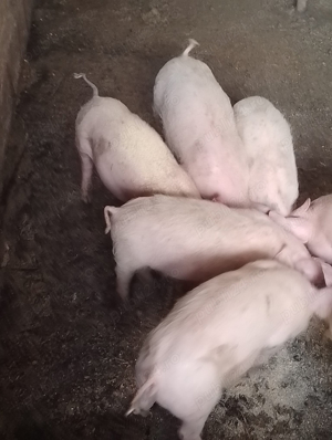 Purcei de vanzare porci Berini - Animale