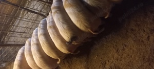 Purcei șoldani 45kg Bucova - Animale