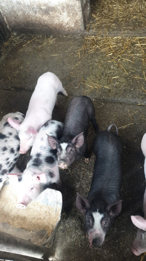 Porci si purcei de vanzare, diferite rase Timisoara Timis