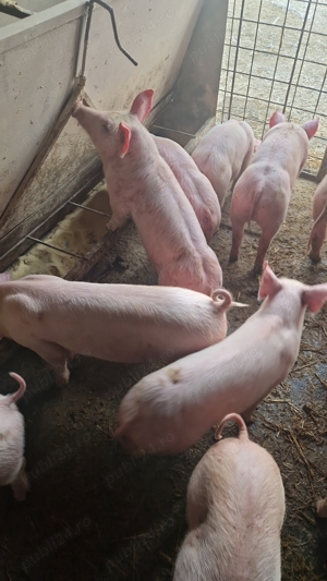 Purcei 12-14 săptămâni Iernut - Animale