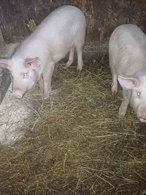 Purcei de Vanzare Logig - Animale