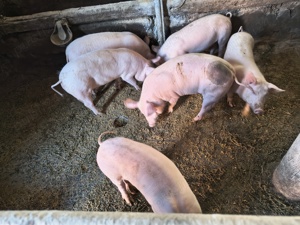 Purcei de vanzare Casolt - Animale