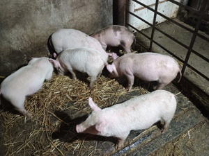 Purcei de vânzare Iadara - Animale