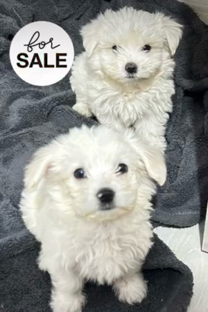 Pui de Bichon! Zimnicea - Animale