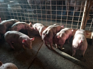 Purcei, scrofite și vieruti reproducere Mandra - Animale