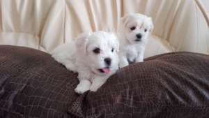 bichon mini toy - Caini si catelusi de vanzare