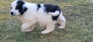 Pui catei Ciobanesc Bucovina Sibiu - Animale