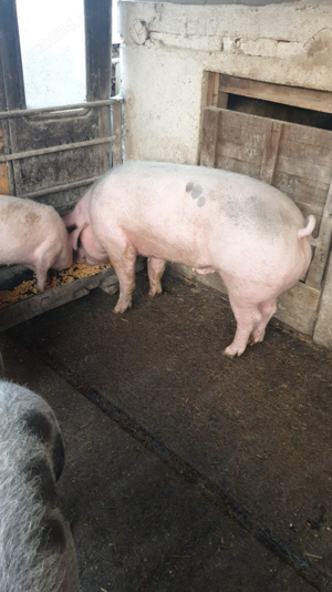 Porci si purcei de vanzare, diferite rase Timisoara Timis