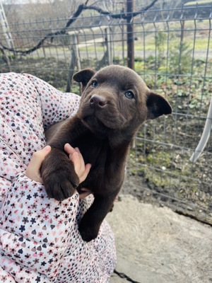 Pui de labrador Botosani - Animale