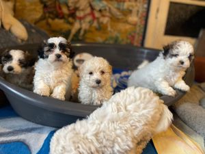 bichon maltez mini toy - Caini si catelusi de vanzare