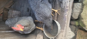 Vând o perche de găini playmond preț 300 ron Campia Turzii - Animale