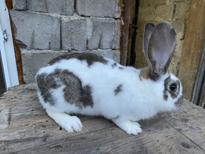 Mascul de vanzare Utvin - Animale