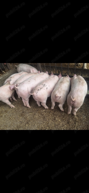 Vand purcei peste 8 saptamani Botiz - Animale