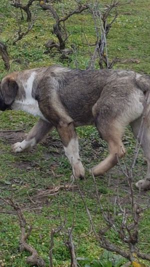 Catei Ciobanesc de Asia Centrala,Alabai,pui,Cao Ploiesti - Animale Catei Ciobanesc de Asia Centrala,Alabai,pui,Cao Ploiesti - Animale