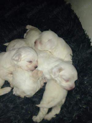 bichon mini toy - Caini si catelusi de vanzare