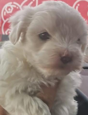 bichon mini toy - Caini si catelusi de vanzare