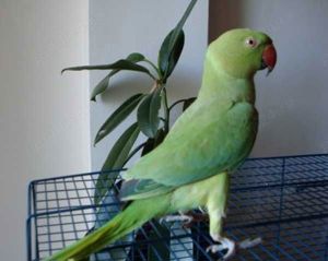 Micul alexander de vanzare - Publi24.ro