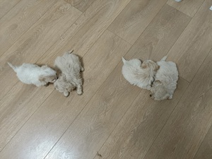 bichon mini toy - Caini si catelusi de vanzare