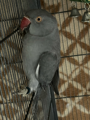 Vamd papagali micul alexandru Bistrita - Animale