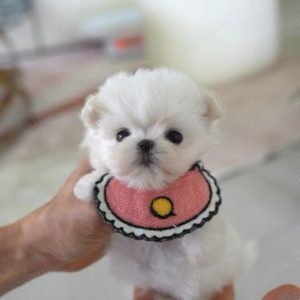 bichon mini toy - Caini si catelusi de vanzare