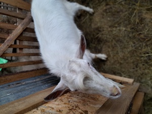 tap - Capre de vanzare si iezi Prahova