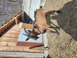 Capre de vanzare si iezi Dambovita