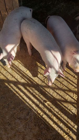 Purcei Dobresti - Animale