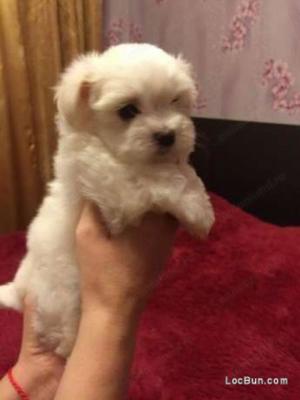 bichon mini toy - Caini si catelusi de vanzare