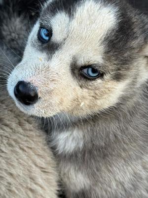 Pui Husky, 6 baieti si 2 fete. Bobolia - Animale