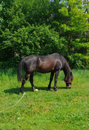 Vând cal cu căruță Arad - Animale
